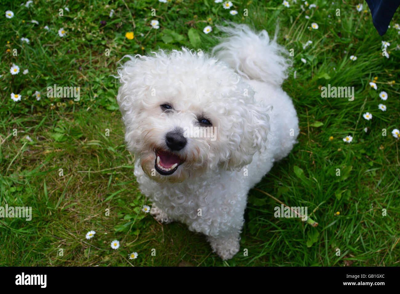 Brown Bichon Frise Full Grown
