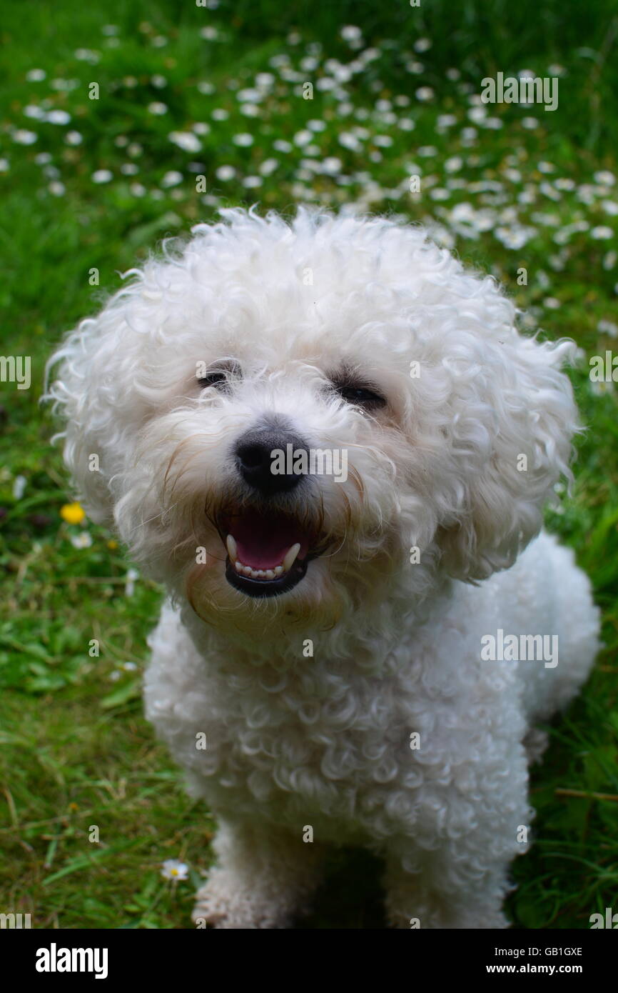 Are Bichon Frise Dogs Smart