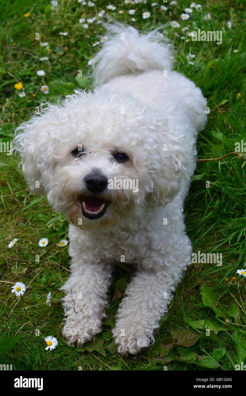 beautiful bichon frise dog in the garden Stock Photo - Alamy