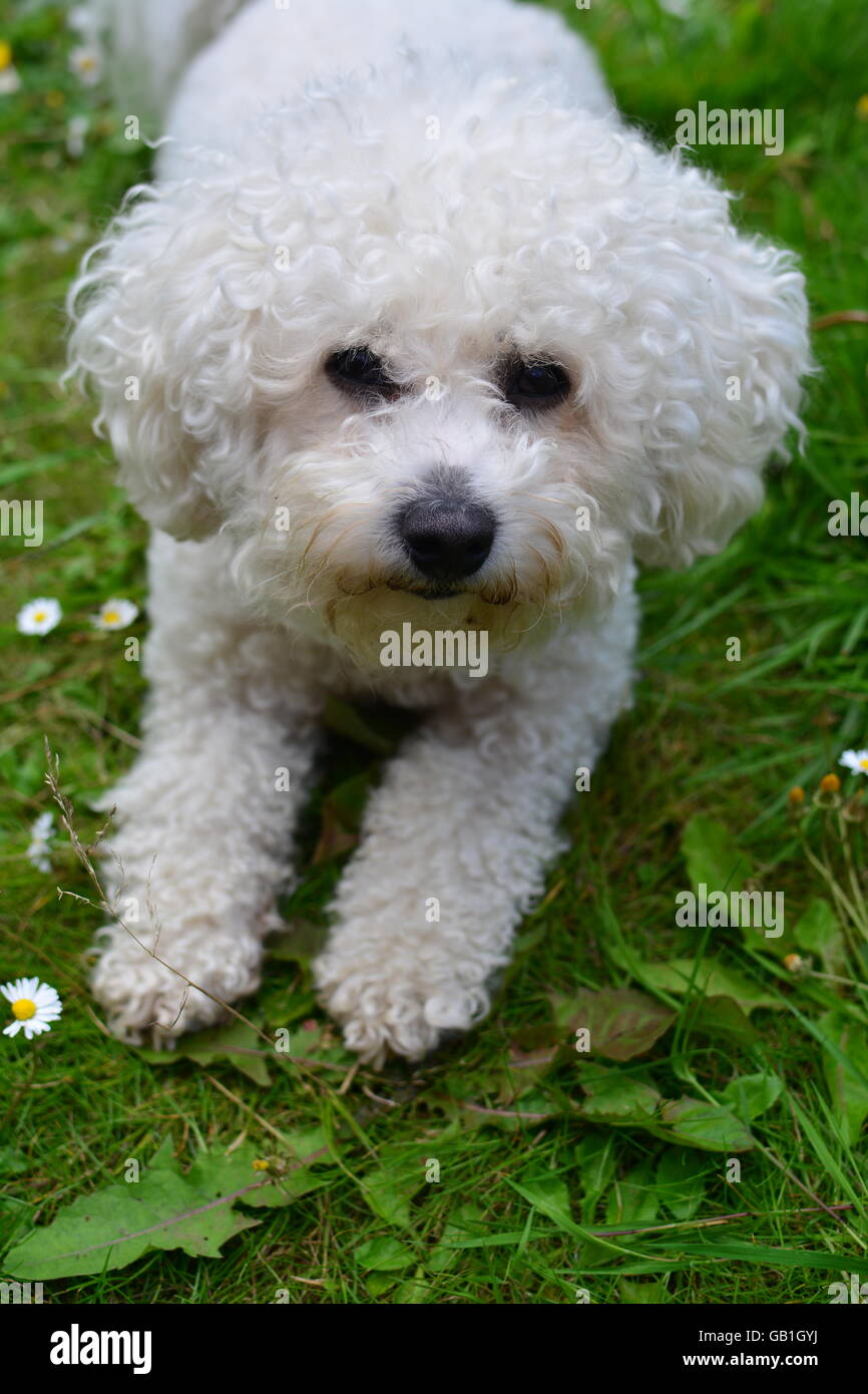 beautiful bichon frise dog in the garden Stock Photo - Alamy