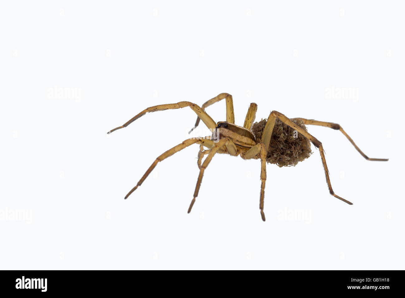 Female wolf spider with newly hatched young spiderlings riding on ...