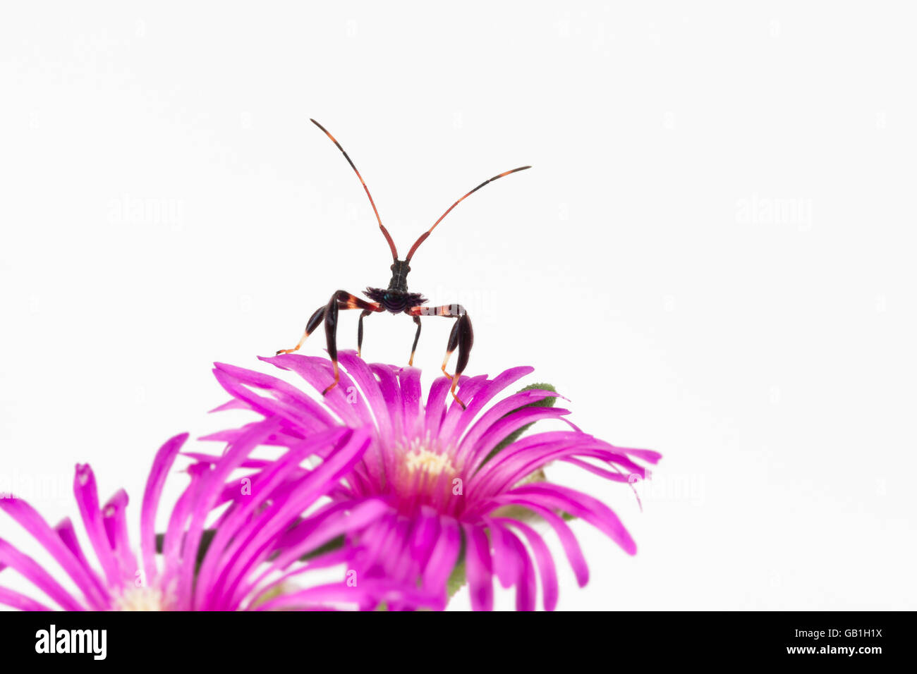 Posterior view young assassin bug hi-res stock photography and images ...
