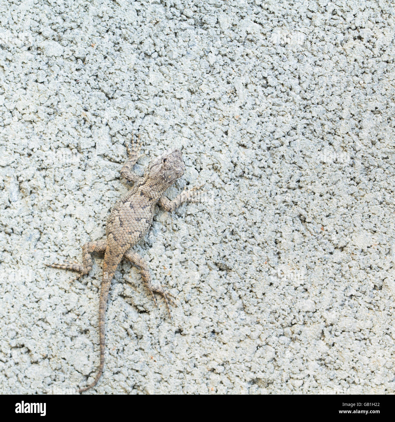 Eastern fence lizard well camouflaged on cinder block. Sceloporus ...