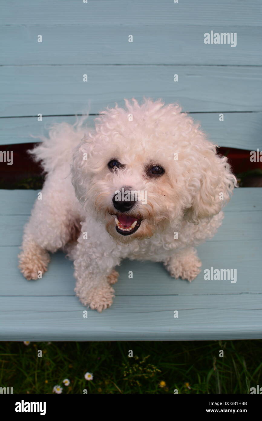 beautiful bichon frise dog in the garden Stock Photo - Alamy
