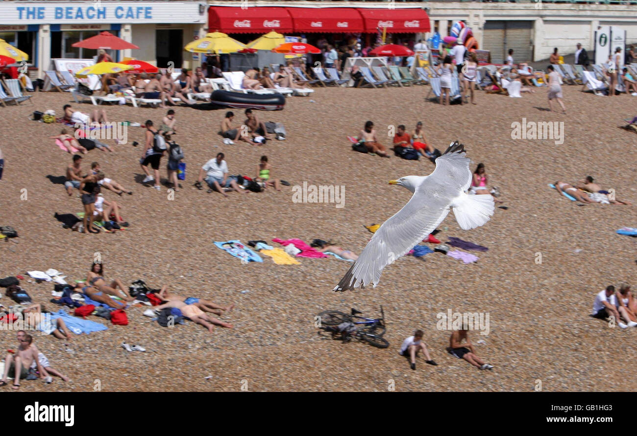A seagull flies over beachgoers enjoying the hot weather on Brighton ...
