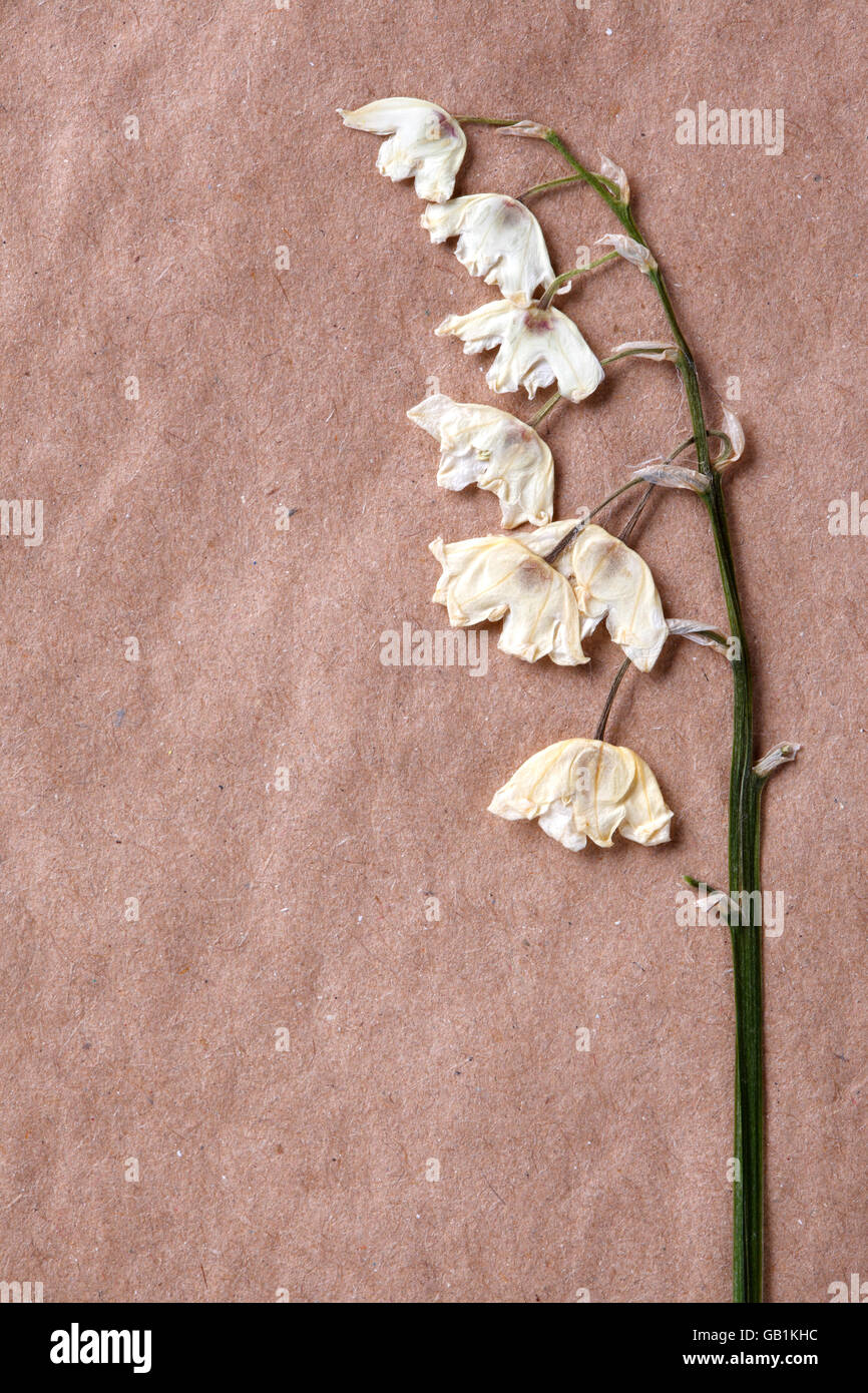 Pressed lily of the valley Stock Photo - Alamy
