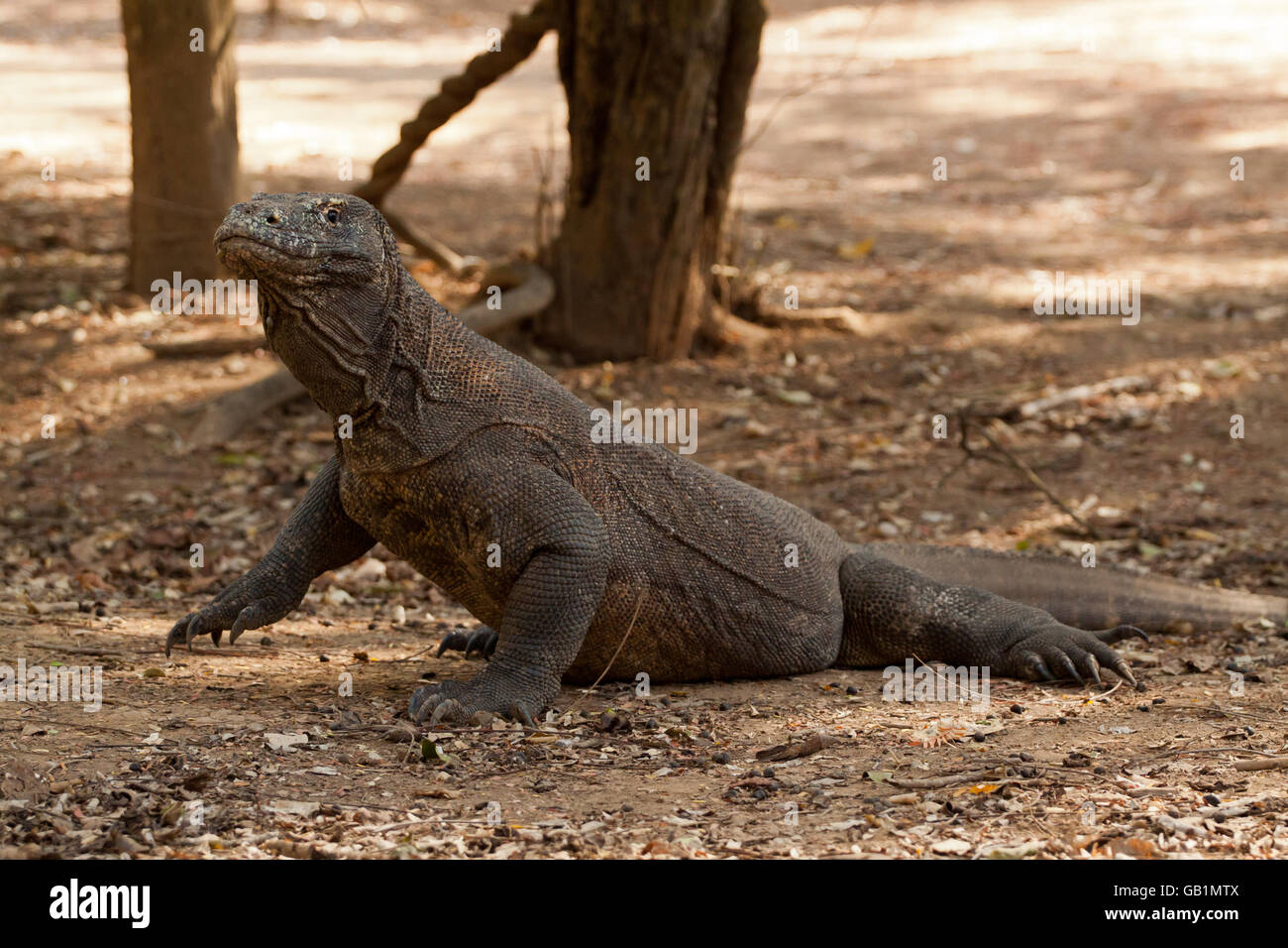 Komodo dragon biggest lizard at National Park. Indonesia Stock Photo ...