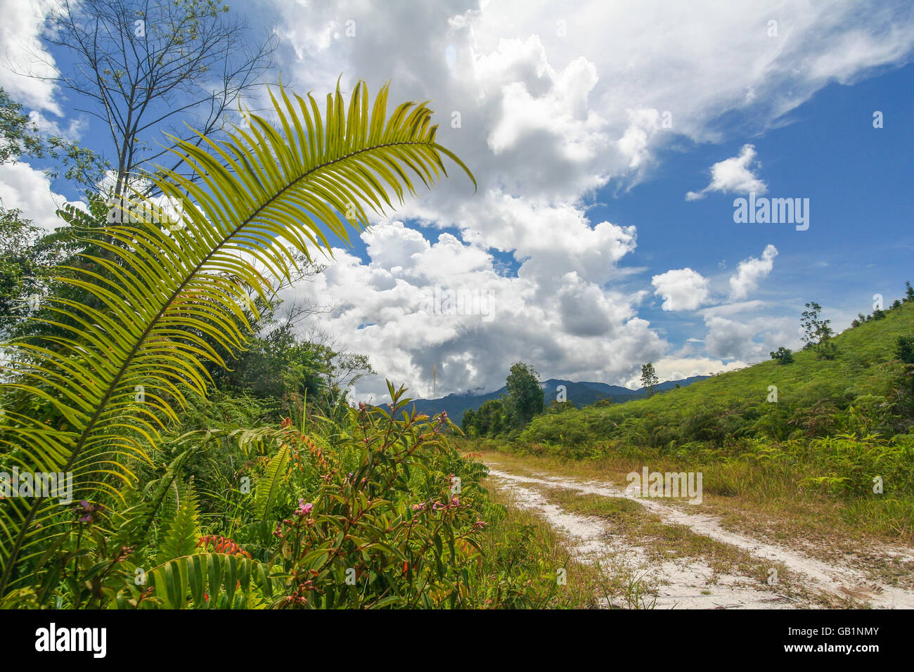Bario sarawak borneo hi-res stock photography and images - Alamy
