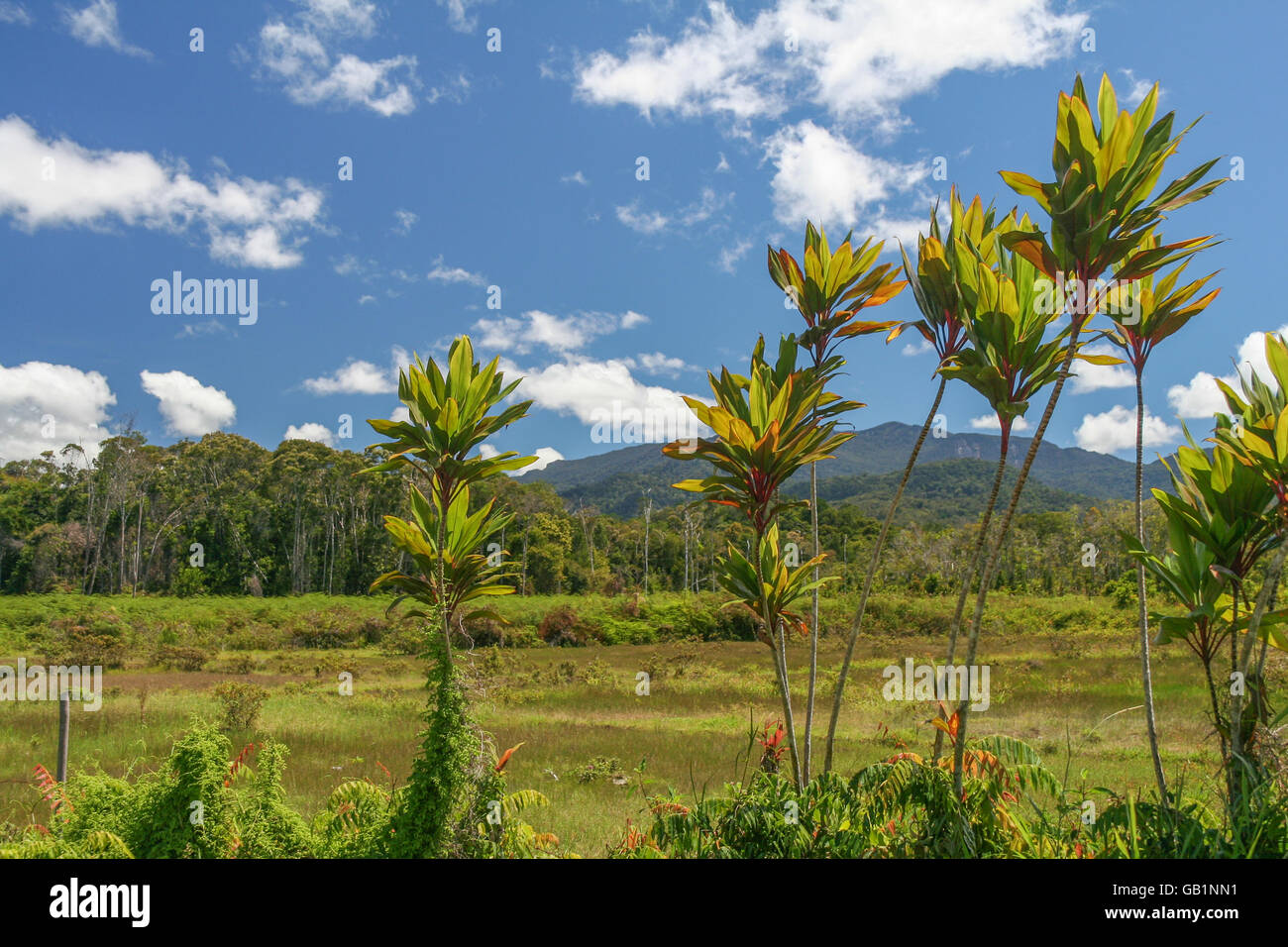 View of the nature landscape / Borneo Stock Photo - Alamy