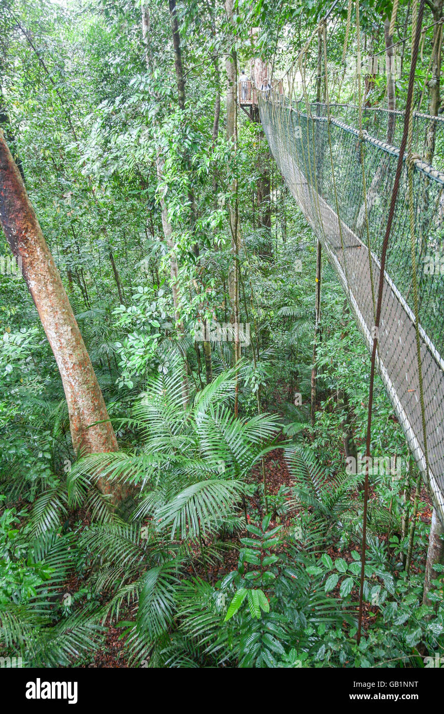 The hanging bridge in the rainforest Stock Photo - Alamy