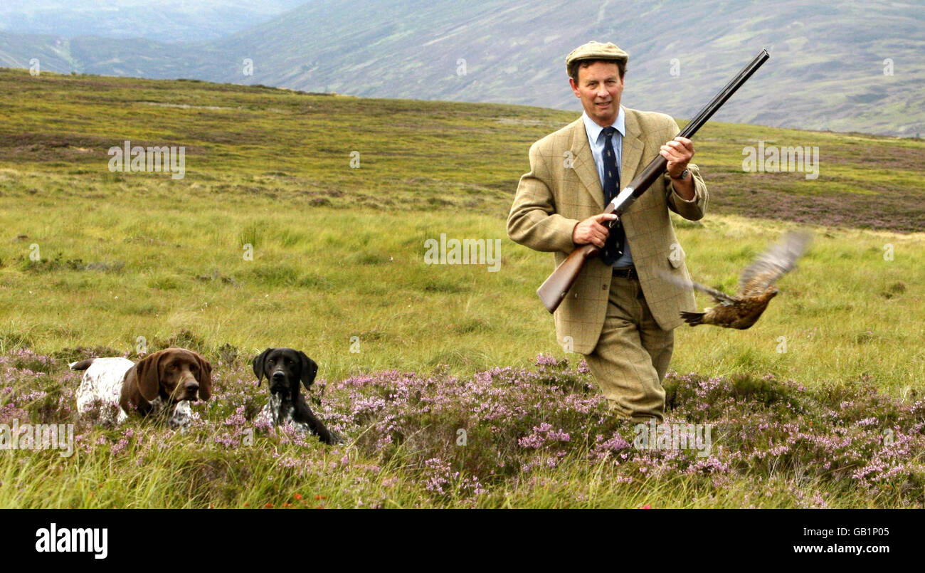 Red grouse shooting season Stock Photo - Alamy