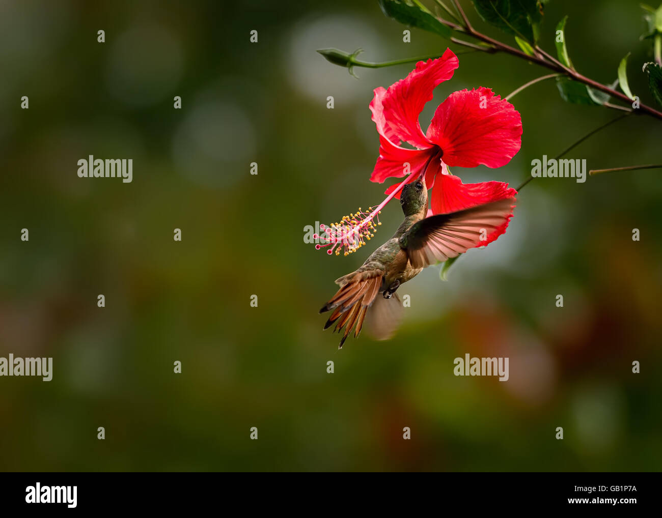 Hovering Hummingbird feeding of Hibiscus flower, Guanacaste, Costa Rica ...