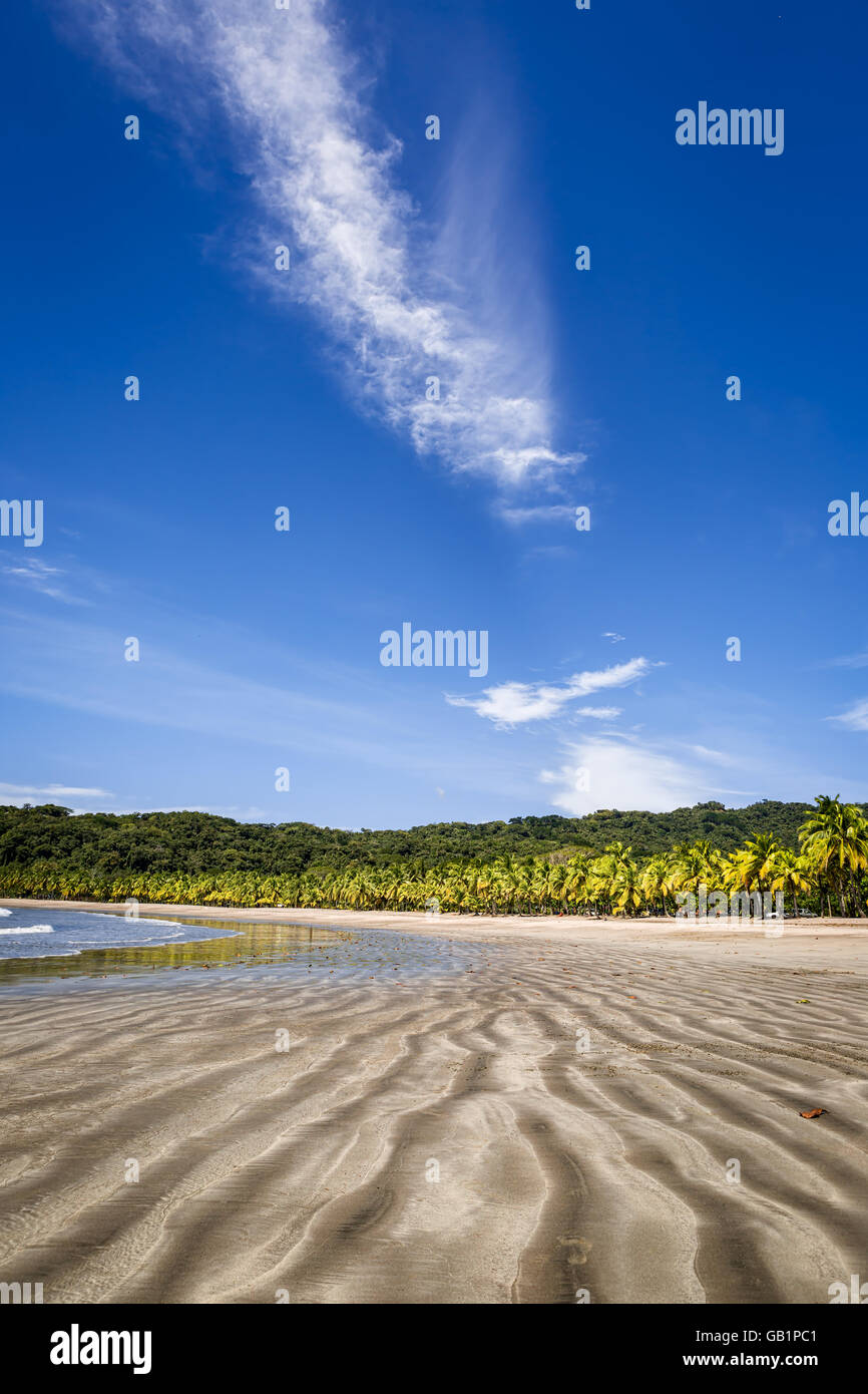 Beautiful landscape of sand beach and palm trees on the Carrillo beach ...