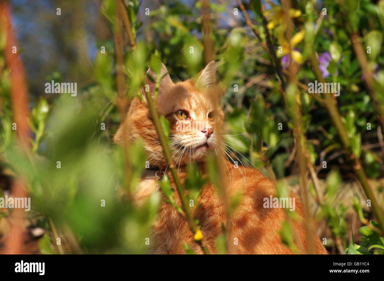 Ginger cat sitting in garden Stock Photo - Alamy