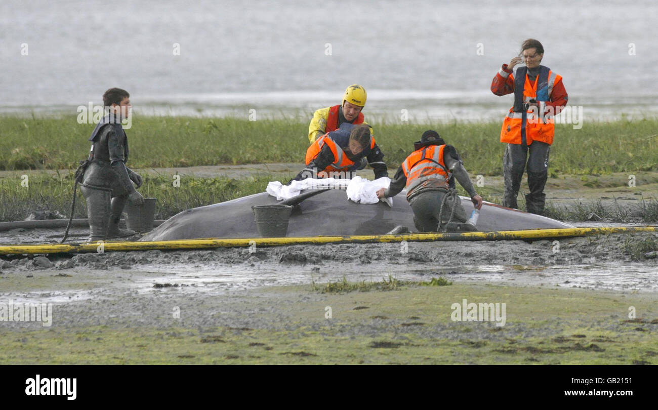 Whale rescue team hi-res stock photography and images - Alamy