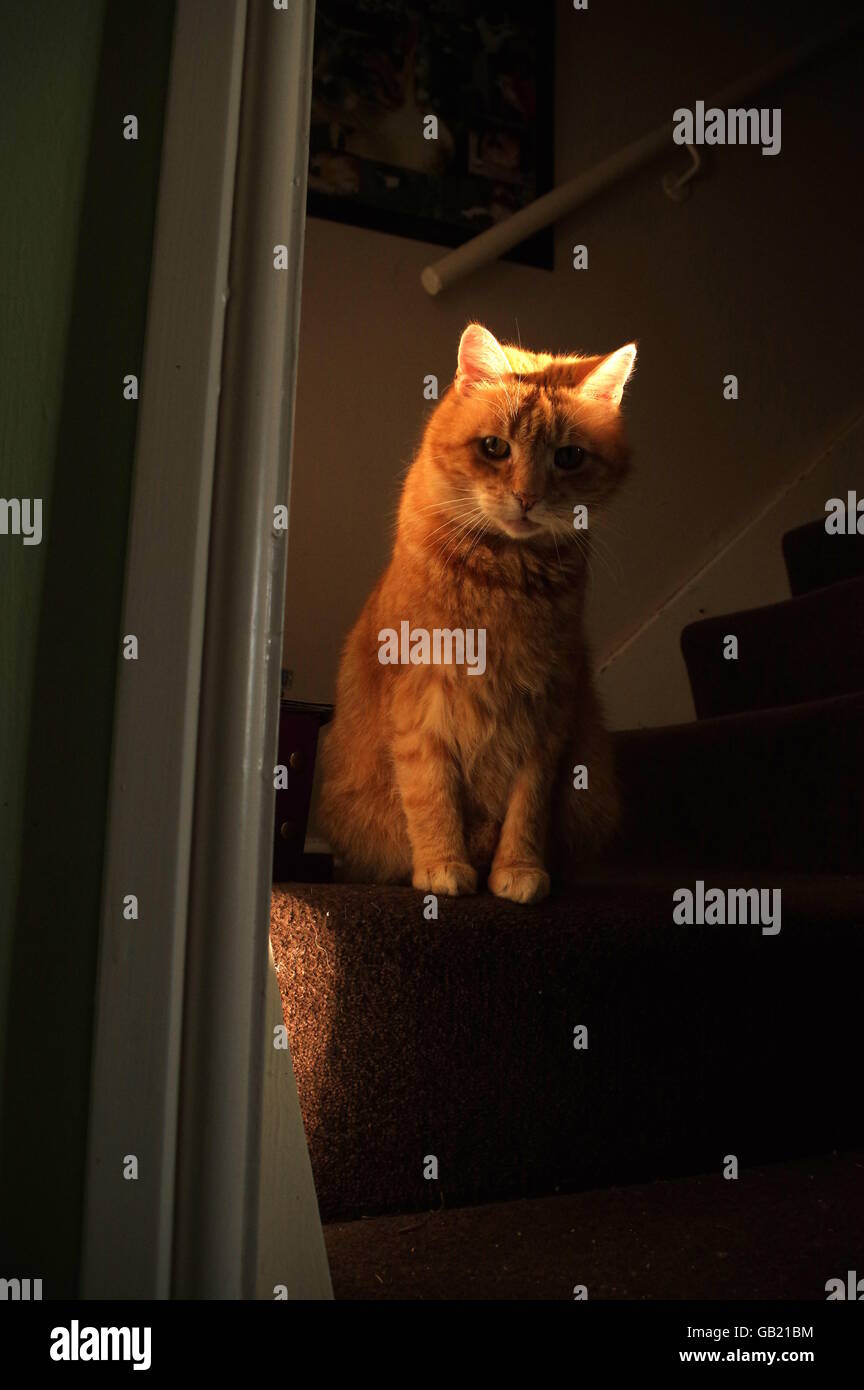 Cat sat on carpet hi-res stock photography and images - Alamy