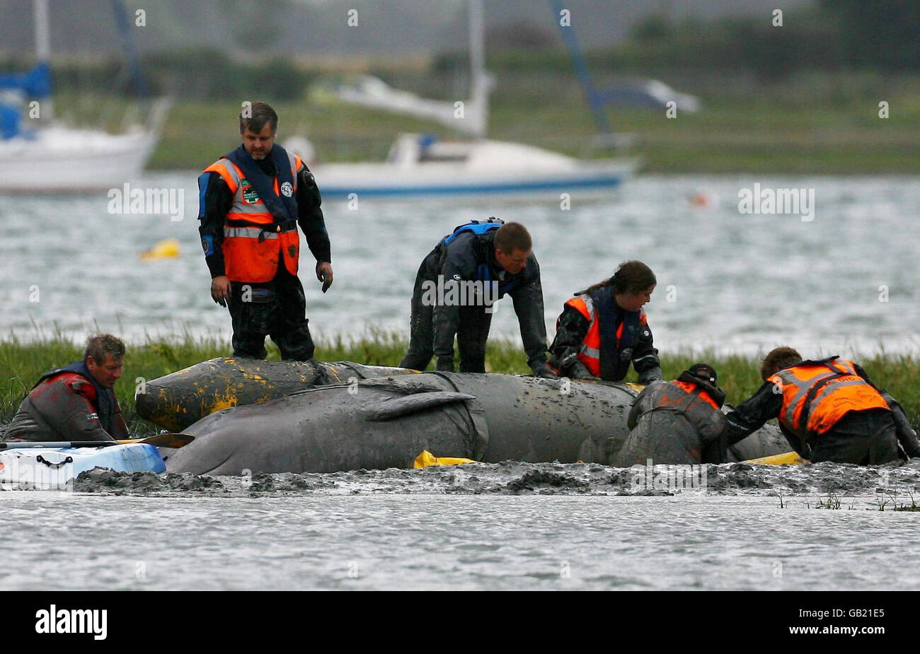 Whale rescue team hi-res stock photography and images - Alamy