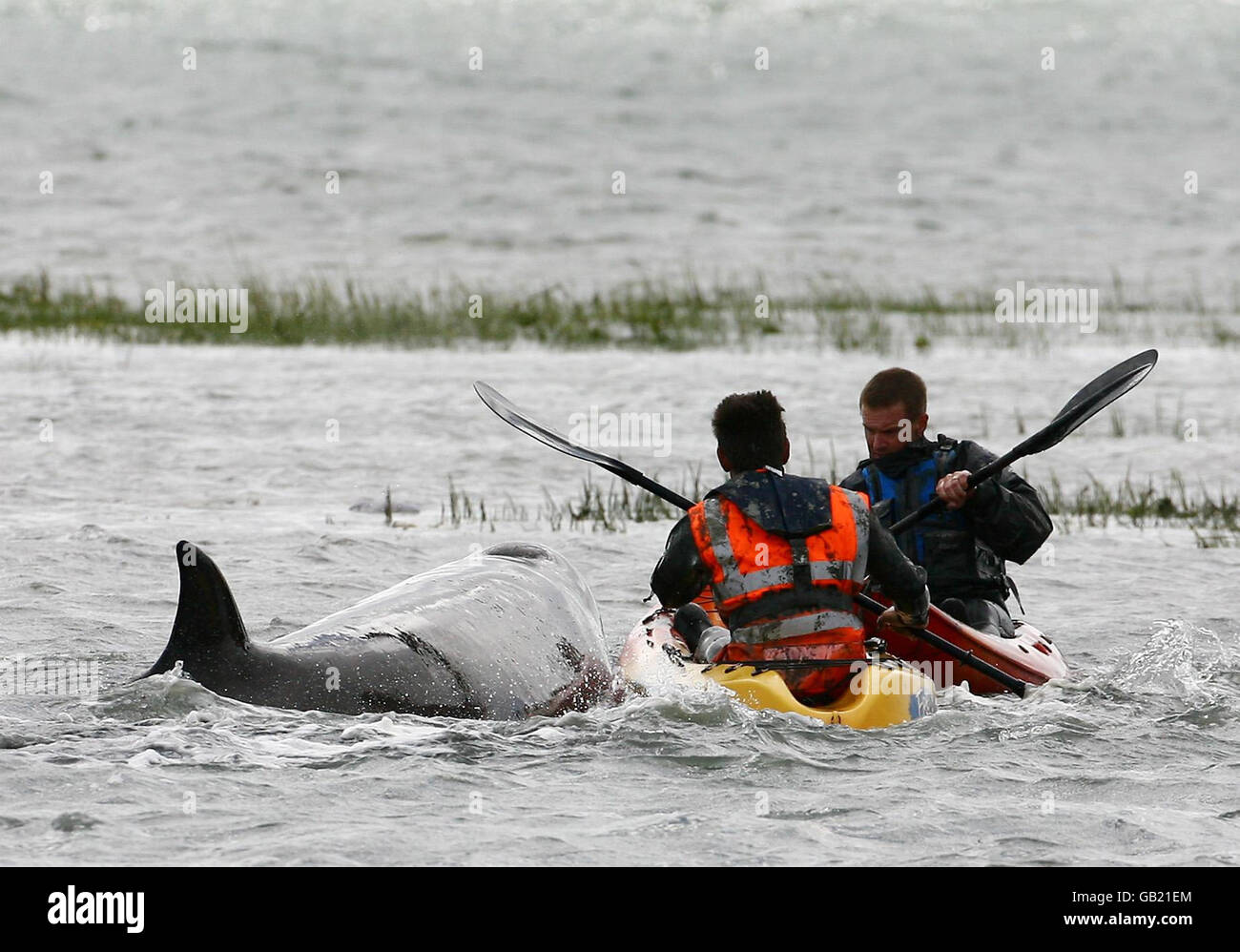Beached whale. Rescue workers try to save a northern bottlenose whale ...