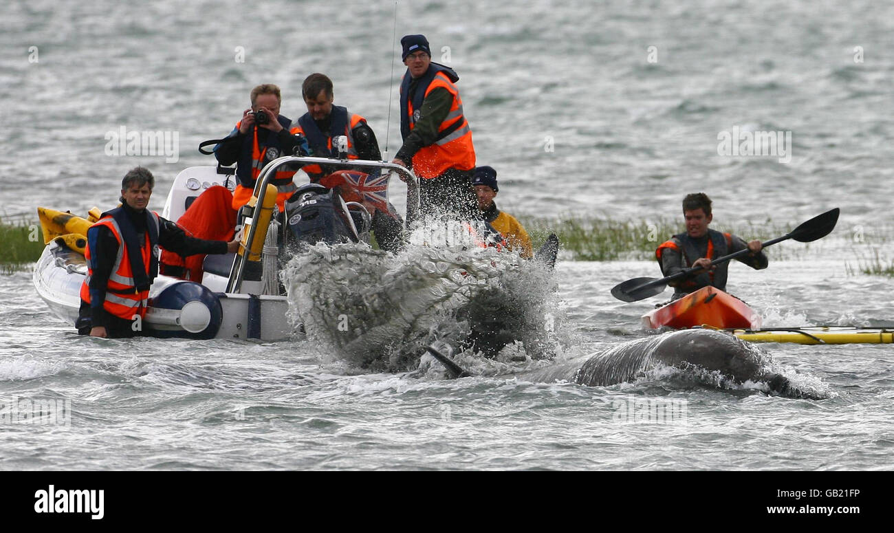 Whale rescue team hi-res stock photography and images - Alamy
