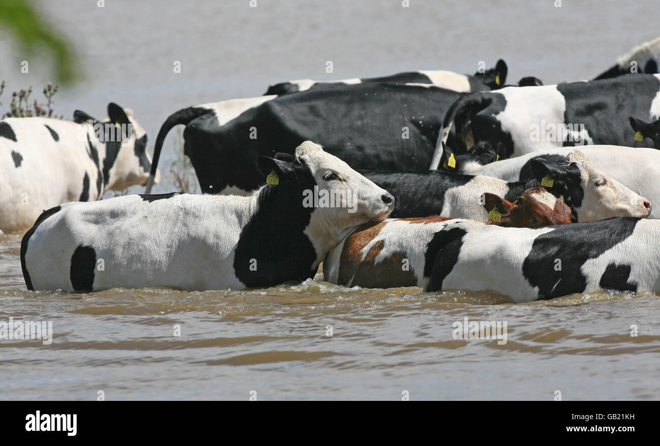 Cows stranded in a flooded field in Newcastle West, Co Limerick after ...