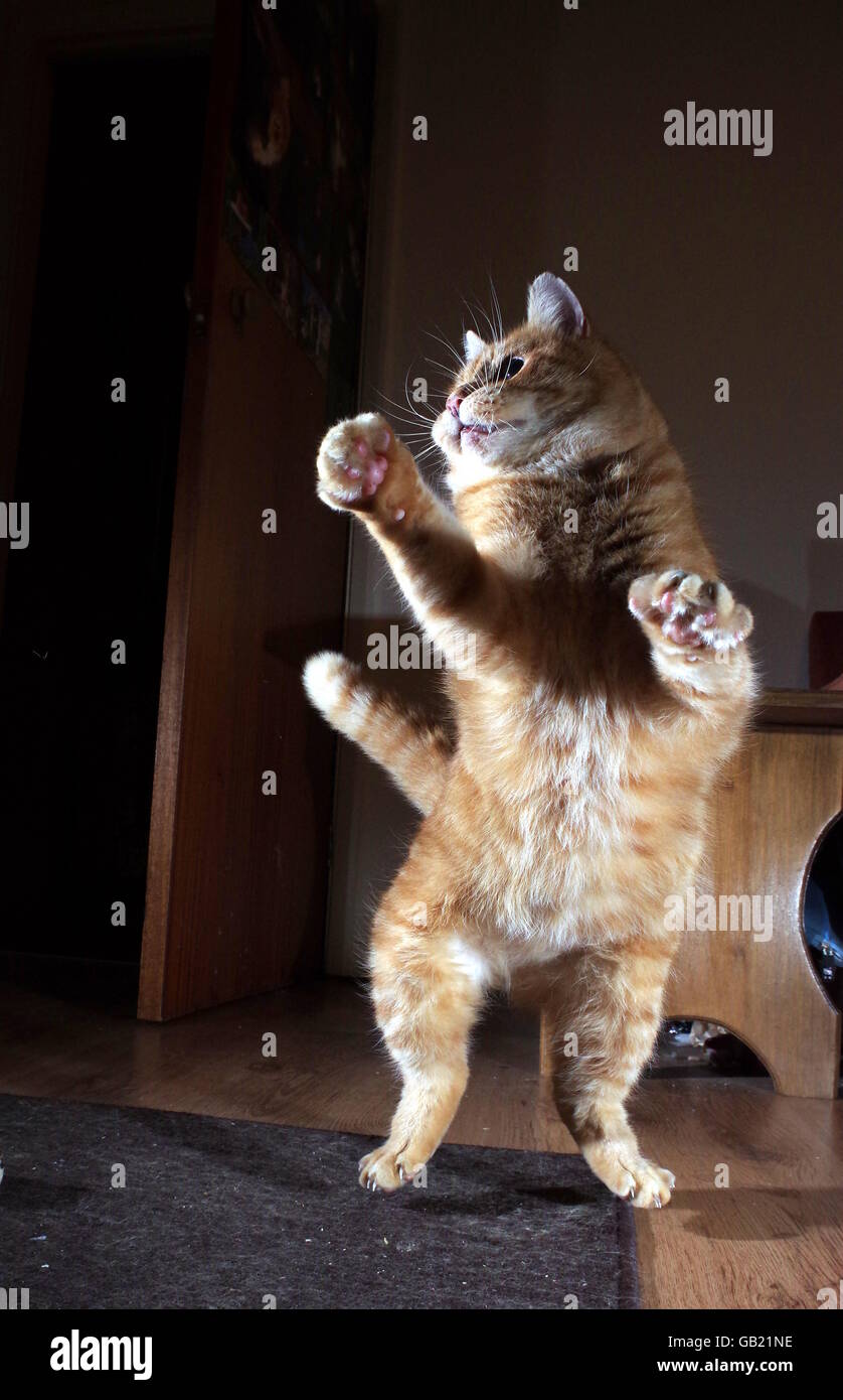 Dancing cat hi-res stock photography and images - Alamy