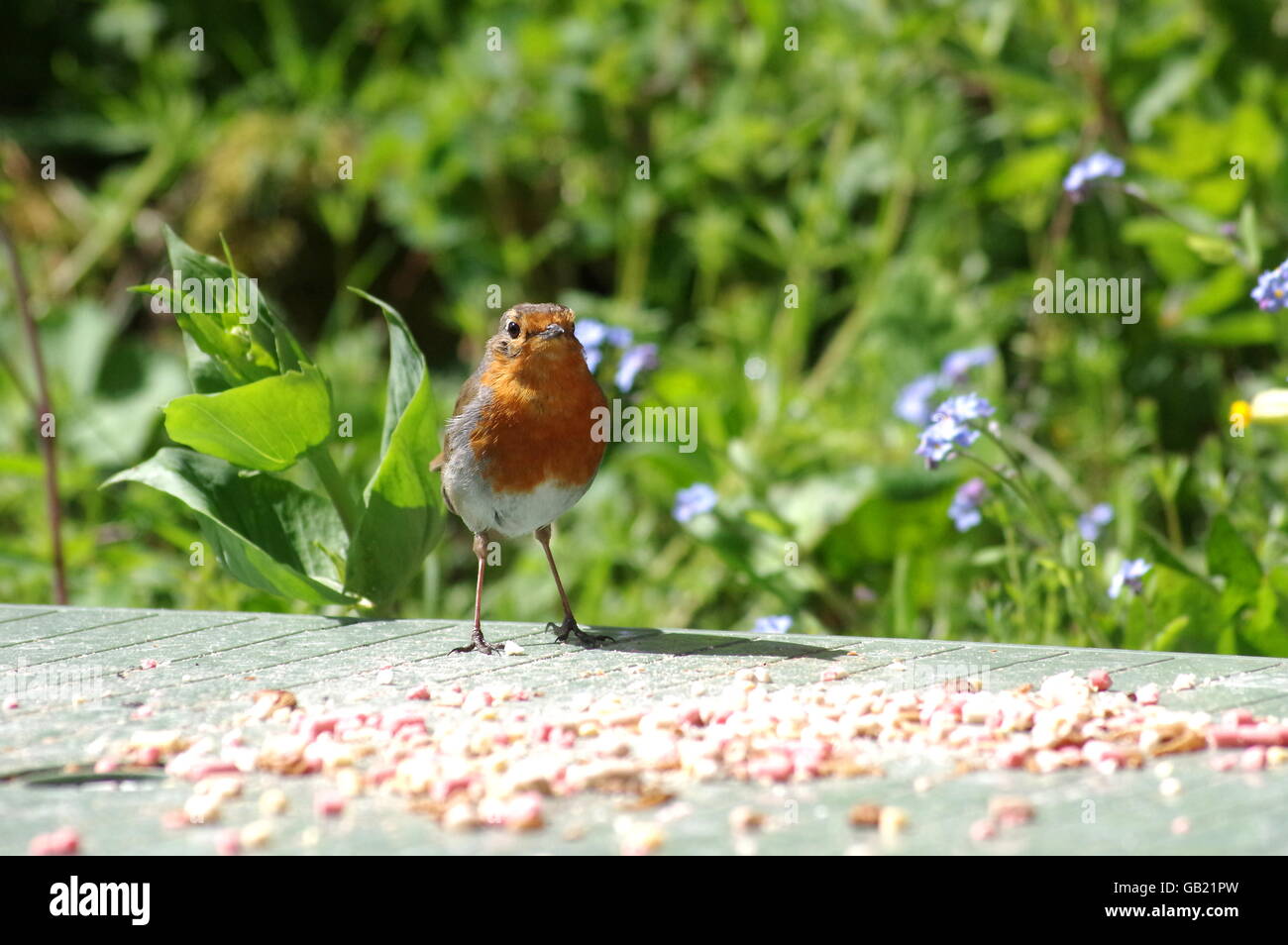 Robin on garden table Stock Photo - Alamy