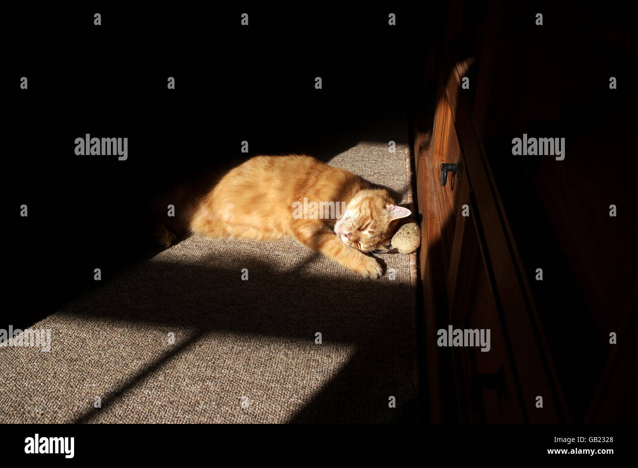 Sleeping ginger cat hi-res stock photography and images - Alamy