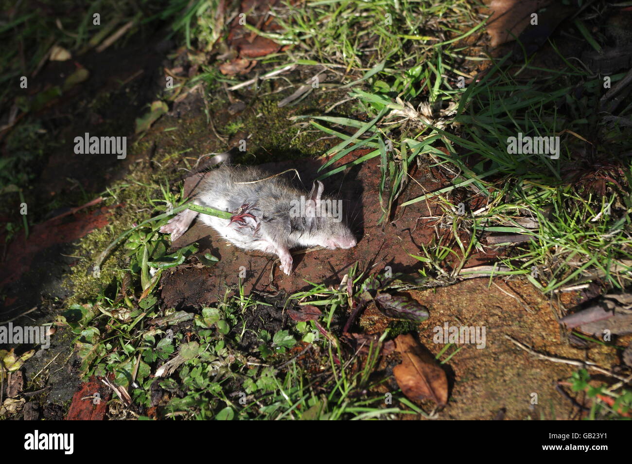 Dead rat on garden path Stock Photo - Alamy