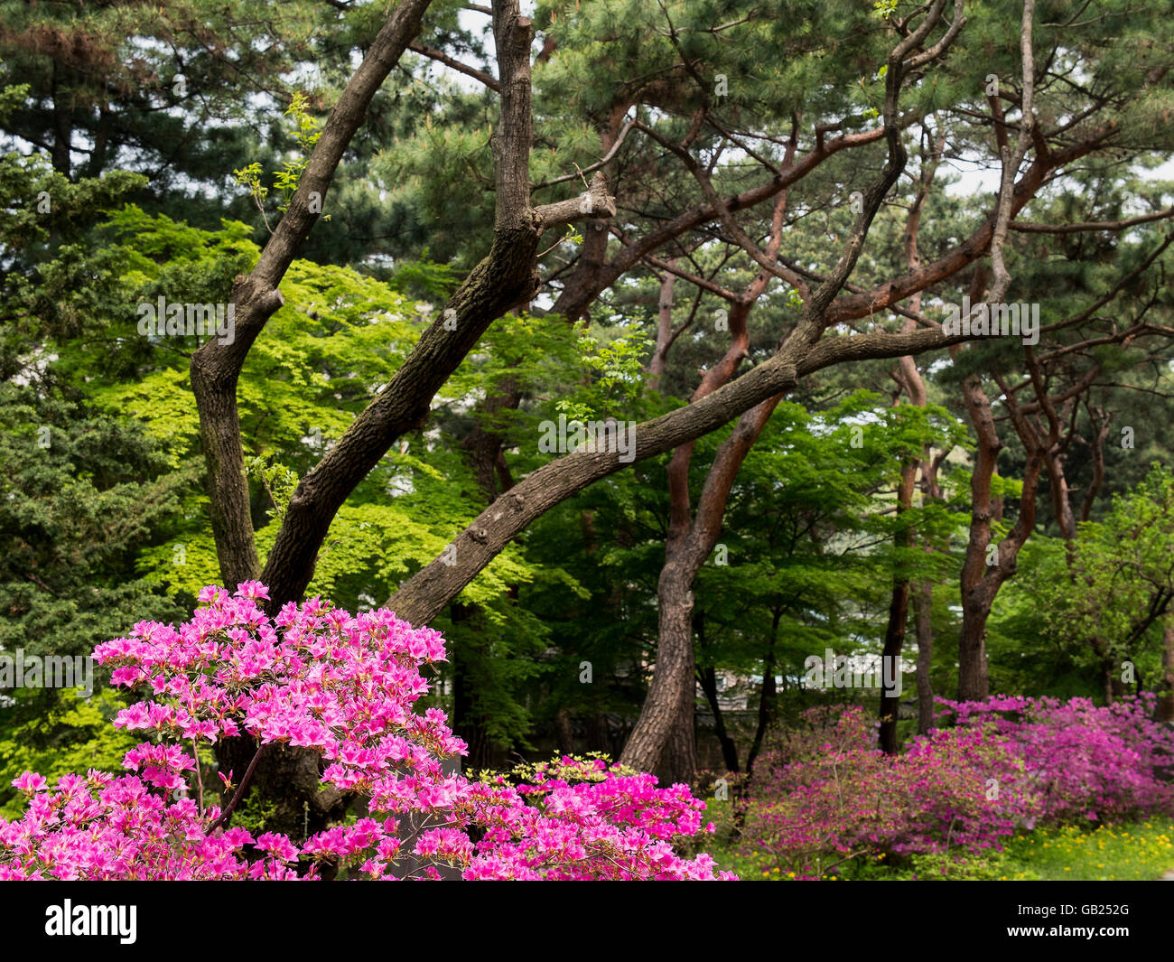 Korea azaleas hi-res stock photography and images - Alamy