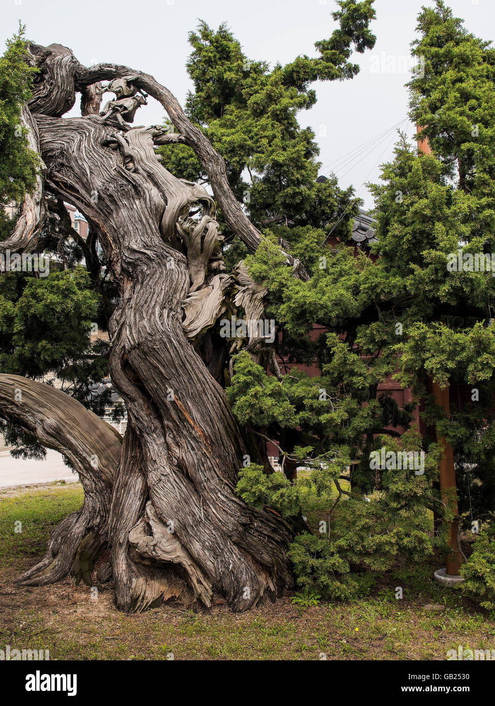 Chinese juniper hi-res stock photography and images - Alamy