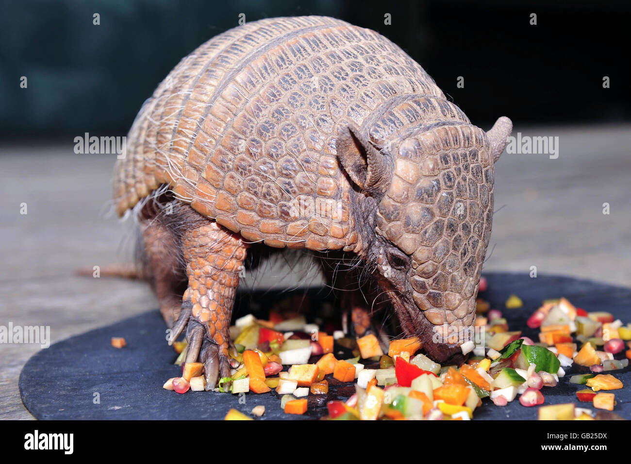 Armadillo Eating Stock Photos & Armadillo Eating Stock Images - Alamy