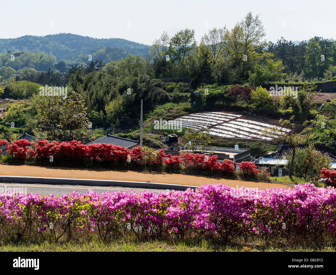Boseong korea hi-res stock photography and images - Alamy