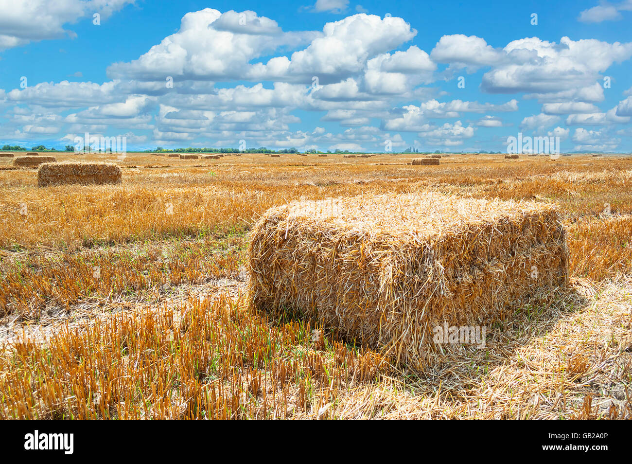 Straw bales in agricultural field Stock Photo - Alamy