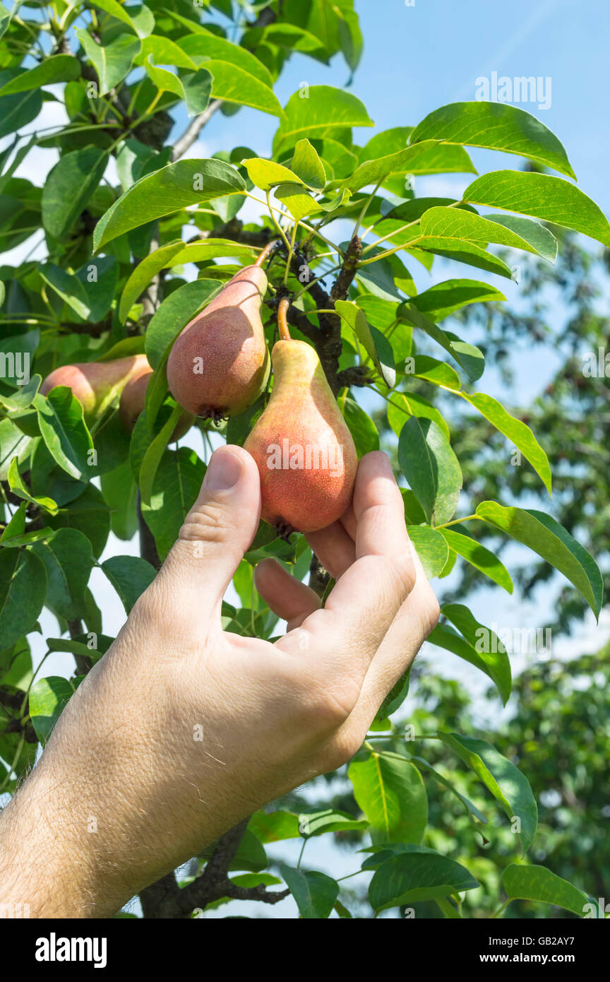 Male hand harvest of sweet pears Stock Photo - Alamy