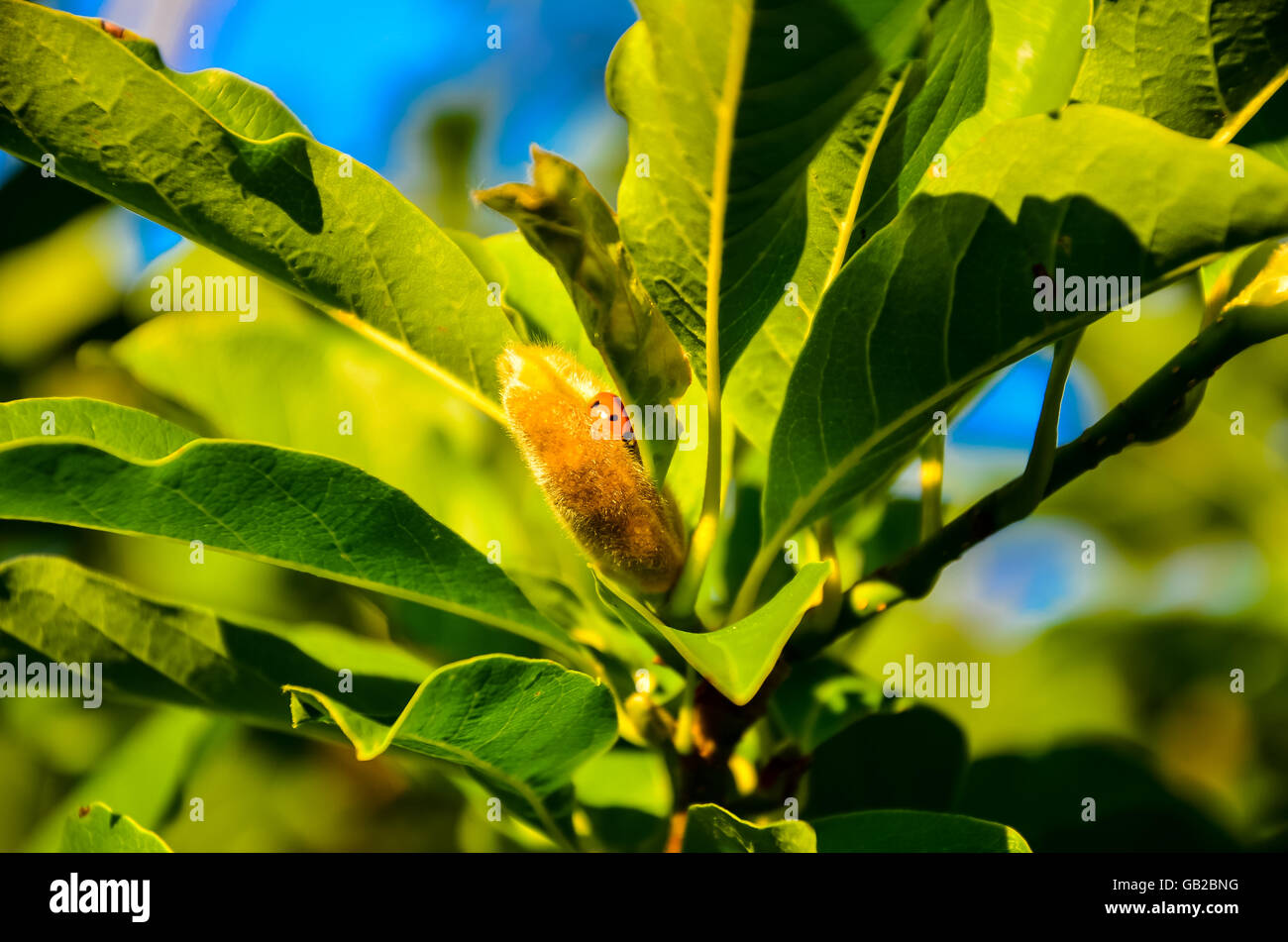 Hidden ladybug hi-res stock photography and images - Alamy
