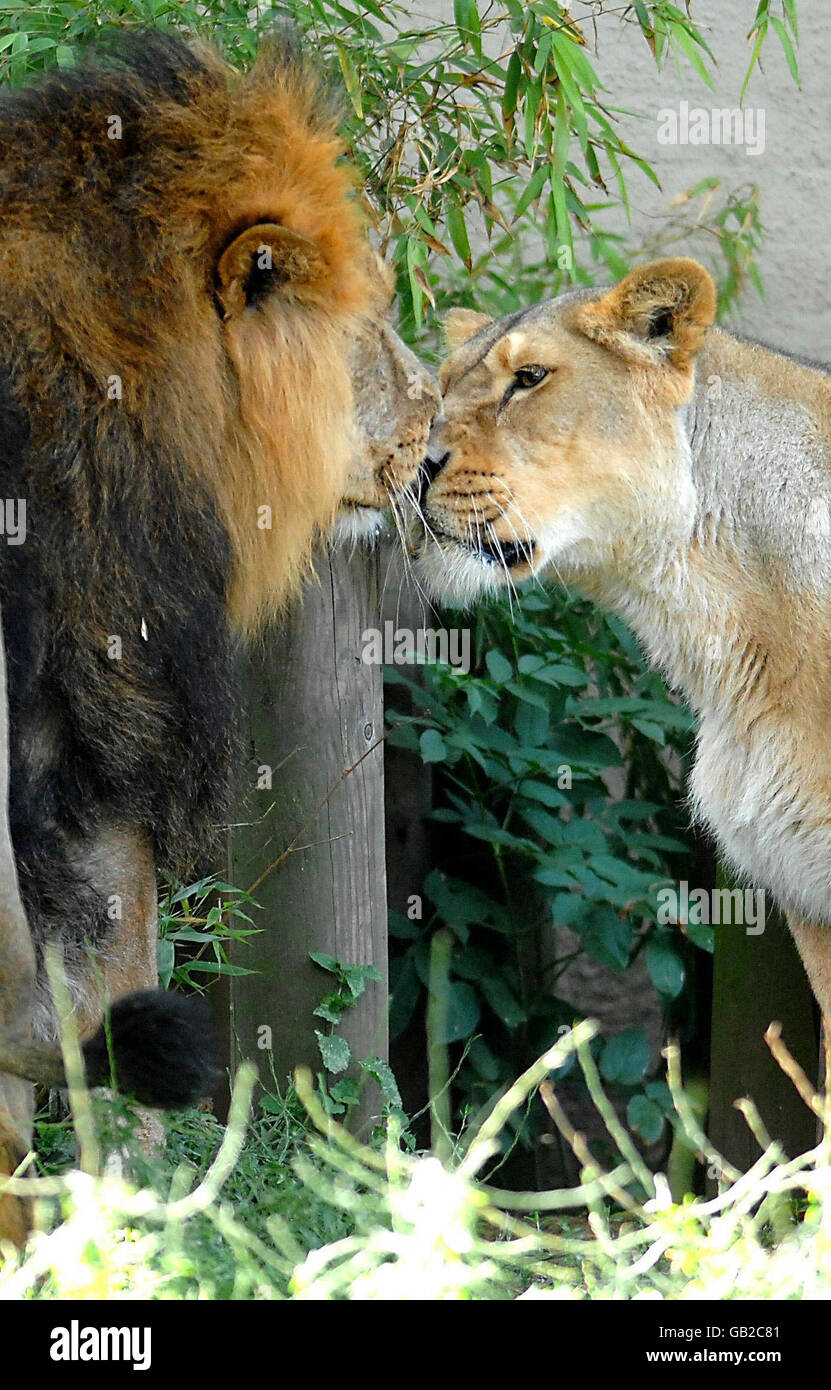 London Zoo animals Stock Photo - Alamy