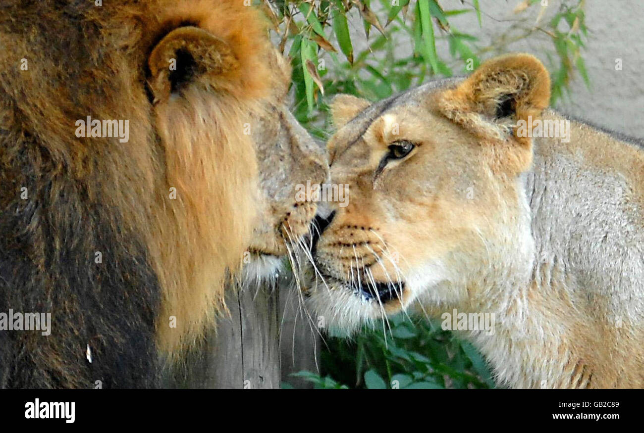 London Zoo animals Stock Photo - Alamy