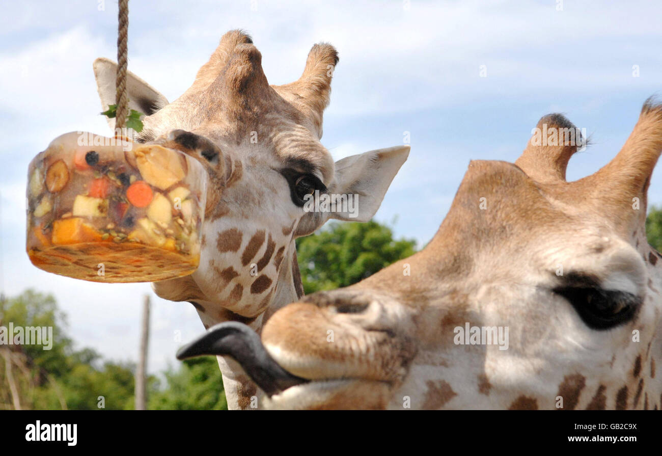 Giraffes eating fruit hi-res stock photography and images - Alamy