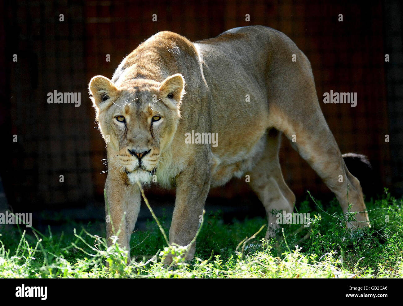 London Zoo animals Stock Photo - Alamy