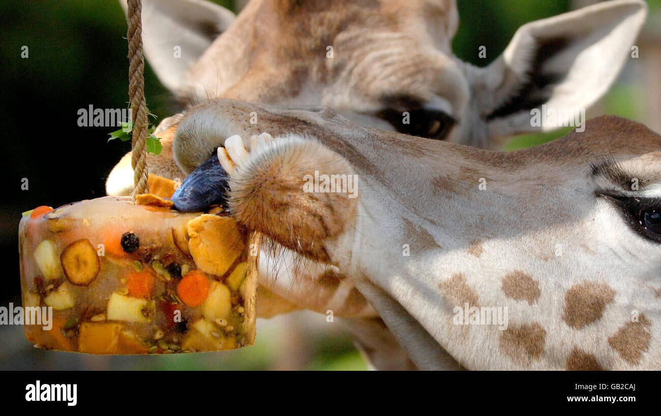 Giraffe eating fruit hi-res stock photography and images - Alamy