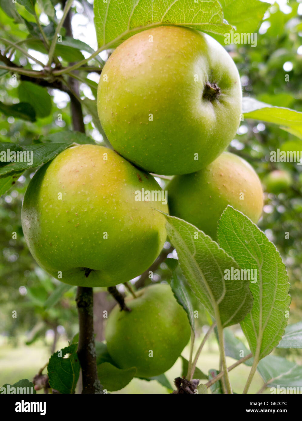 Green apples on the tree Stock Photo - Alamy