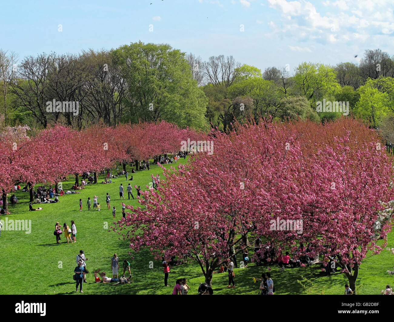 People enjoying deep pink tree blossoms in the Cherry Esplenade at the ...
