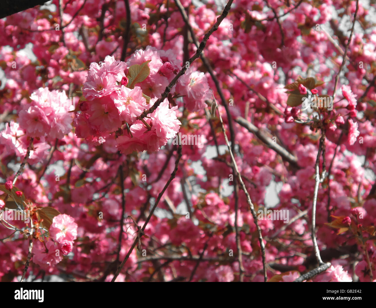 Tree full pretty pink flowers hi-res stock photography and images - Alamy