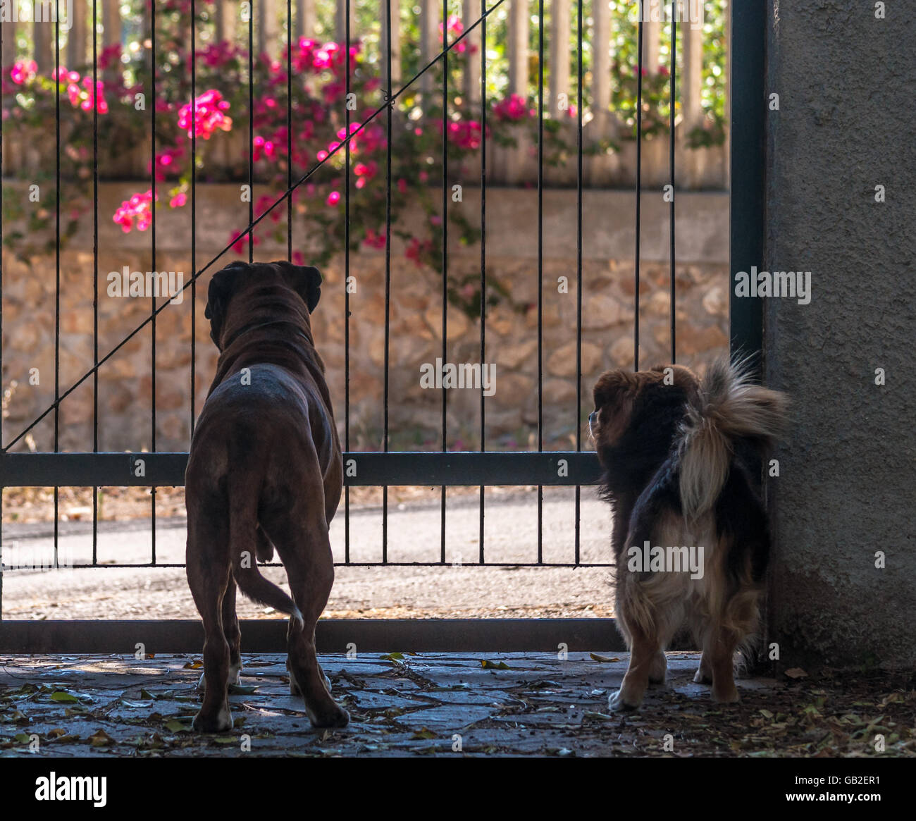 German boxer dog and mongrel dog behind the gate Stock Photo - Alamy