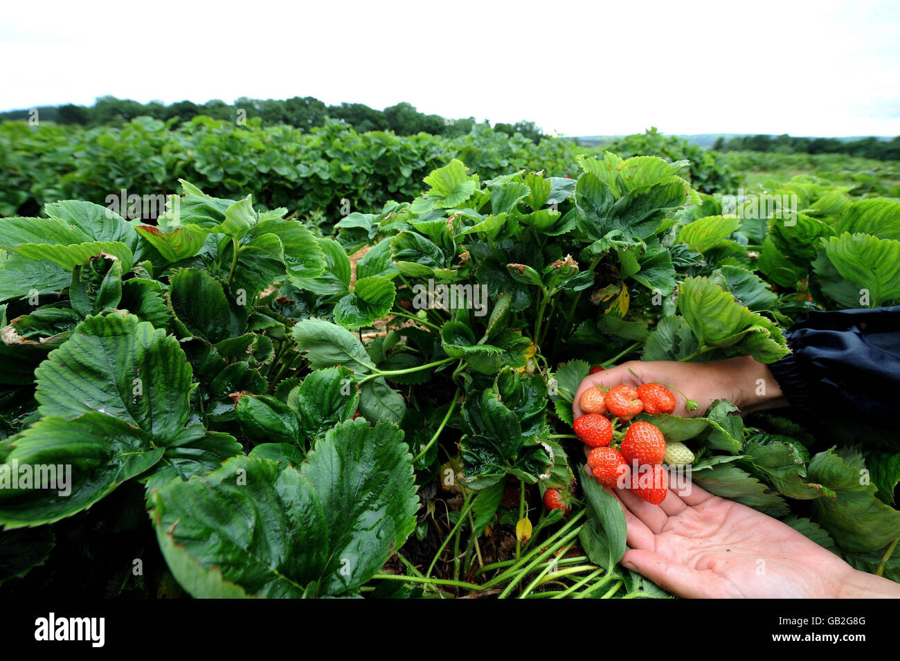 Brocksbushes hi-res stock photography and images - Alamy