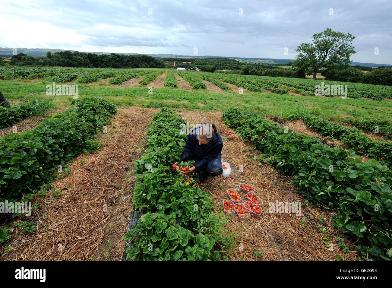 Left unpicked hi-res stock photography and images - Alamy