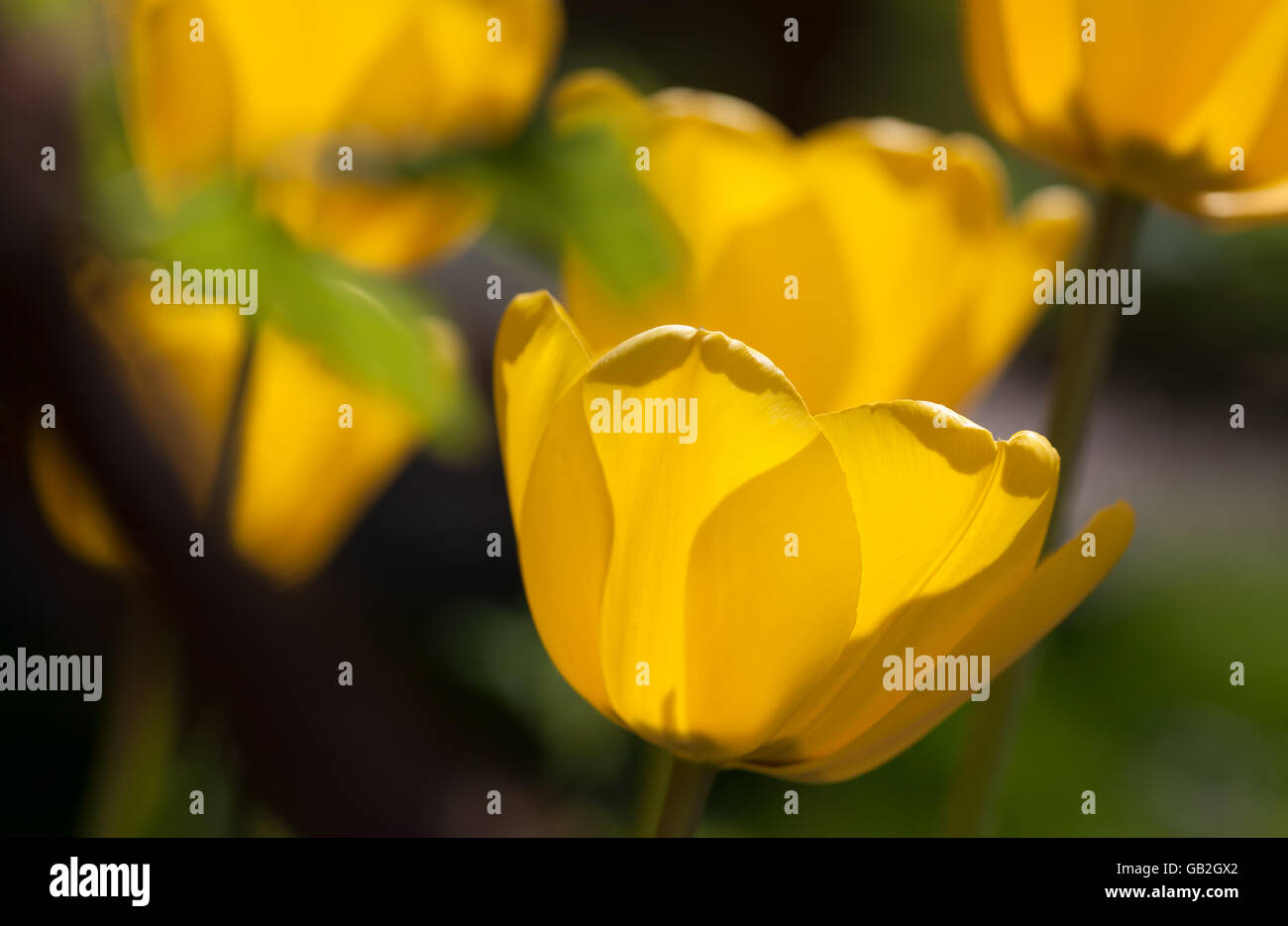 Yellow tulips in the garden at springtime Stock Photo - Alamy