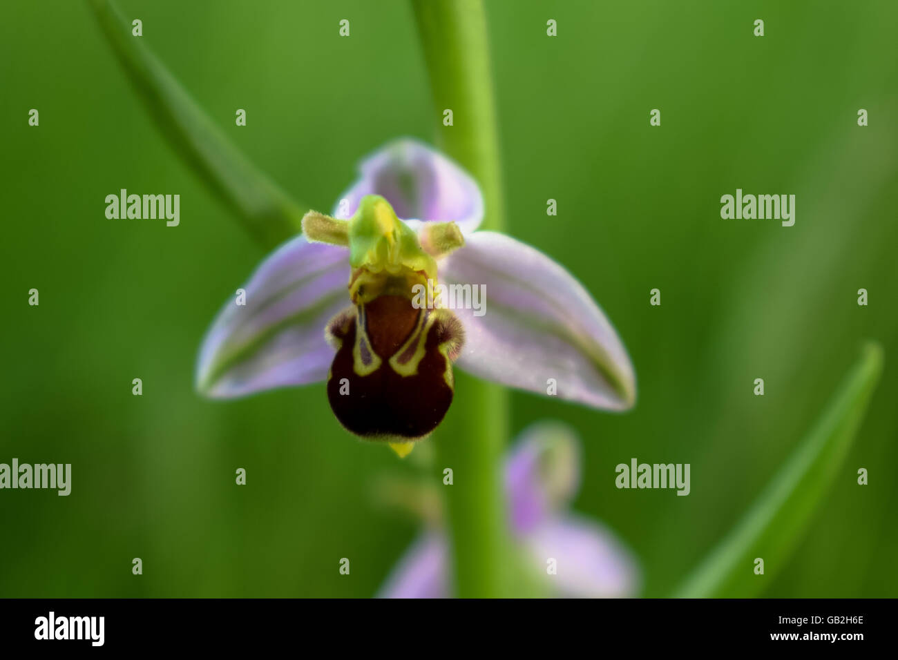 White orchid bee pollination hi-res stock photography and images - Alamy