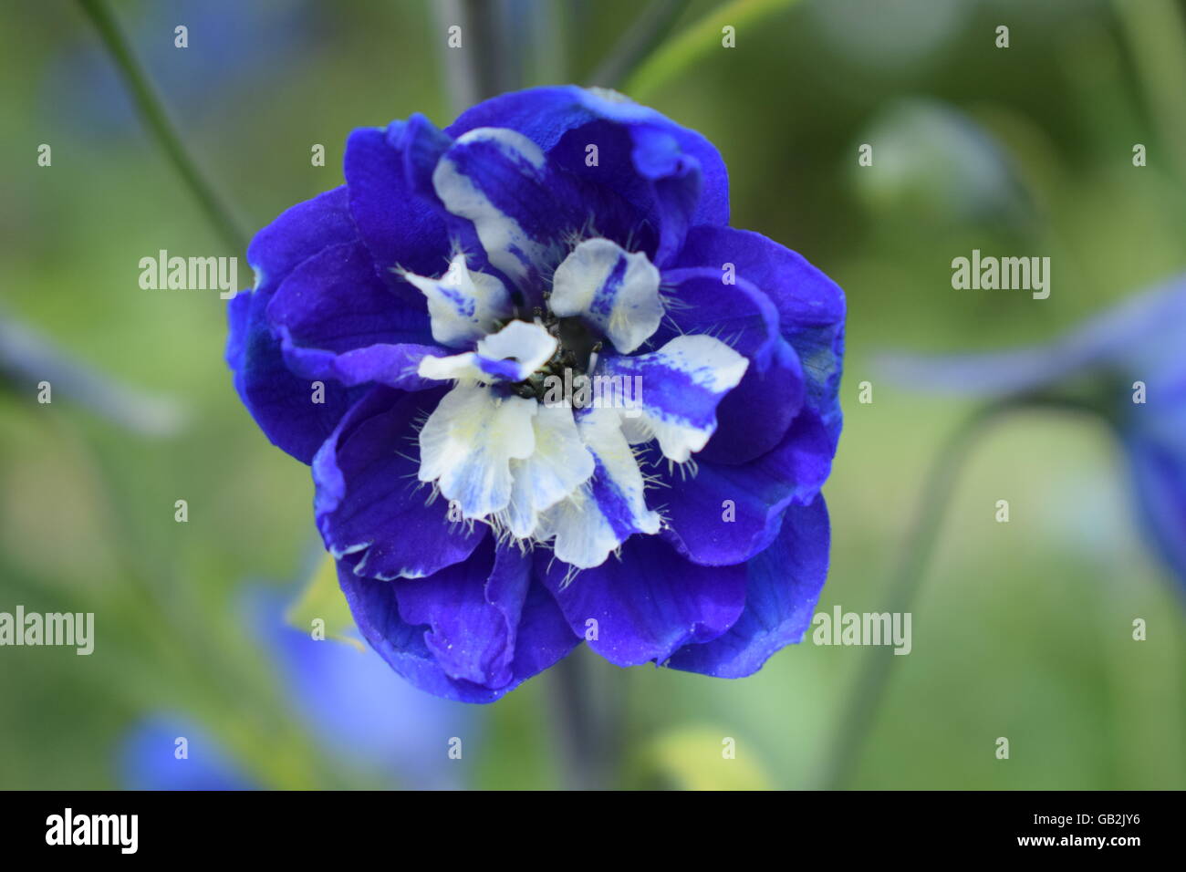 Blue and white flower head Stock Photo - Alamy