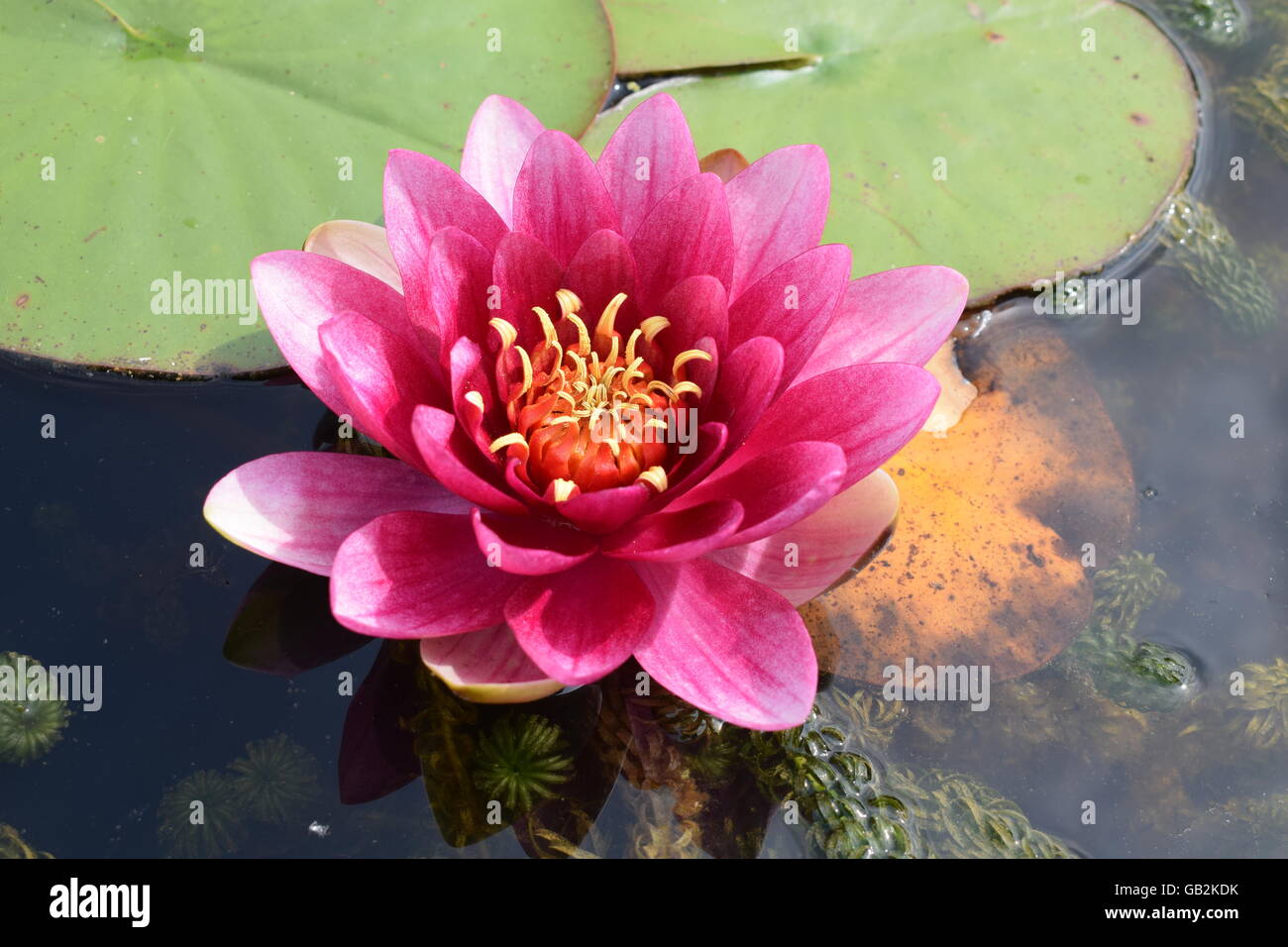 Water lily nymphaea spec hi-res stock photography and images - Alamy